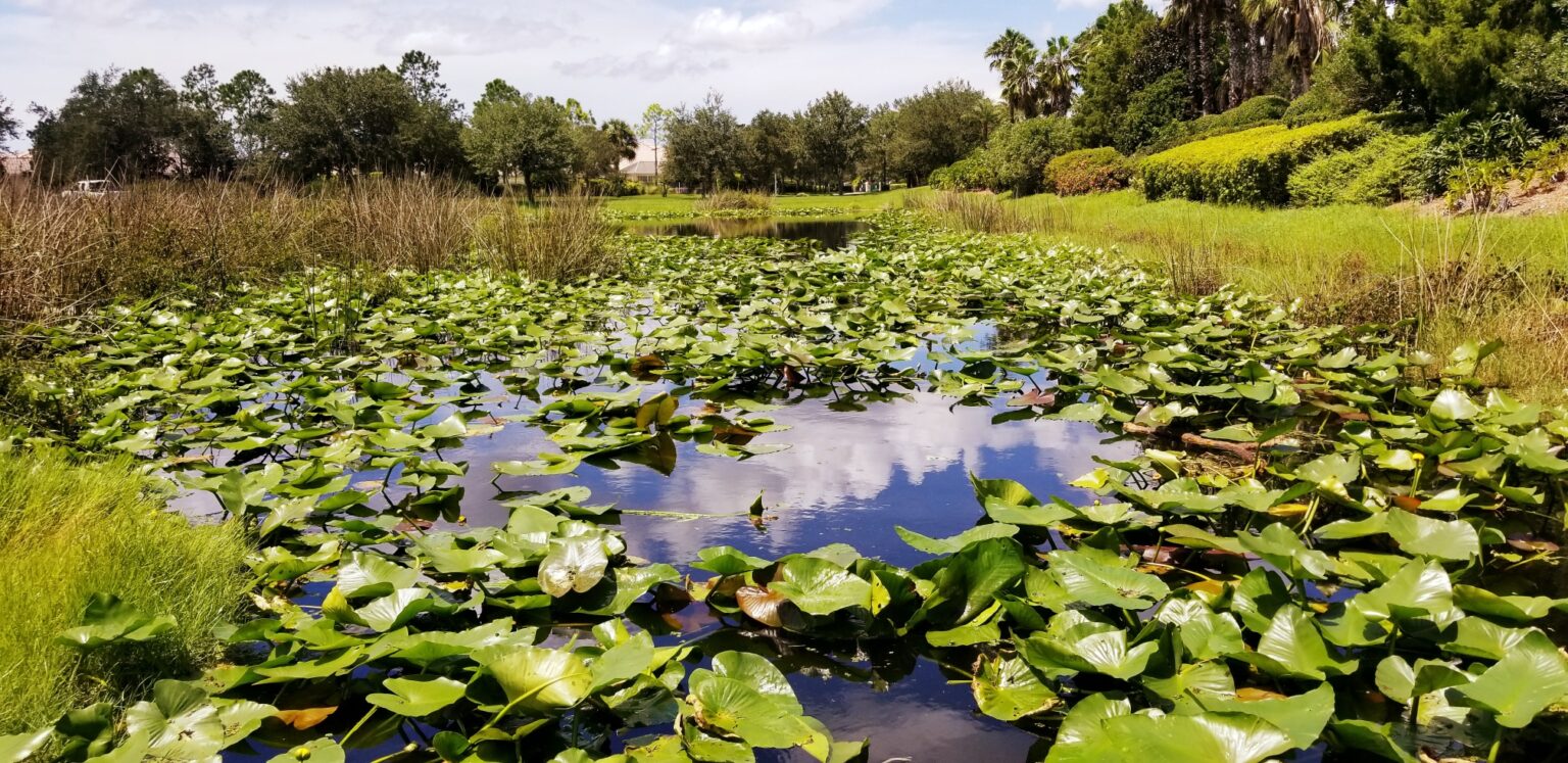 Aquatic Weed Identification: What's Growing in My Community's Pond ...